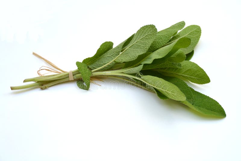 Sage stock image. Image of fragrant, sage, organic, stalks - 3804375