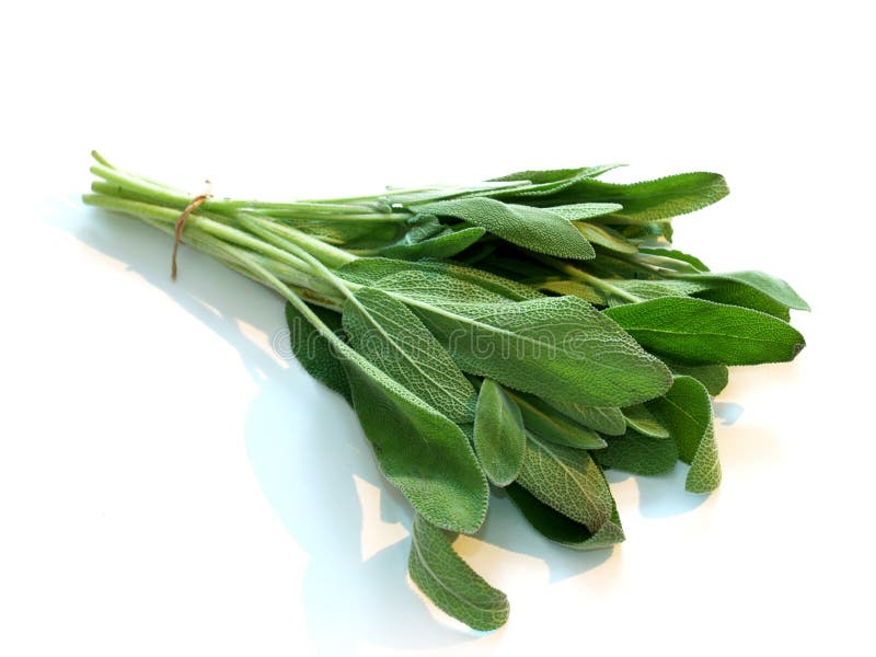 Sage stock image. Image of fragrant, sage, organic, stalks - 3804375
