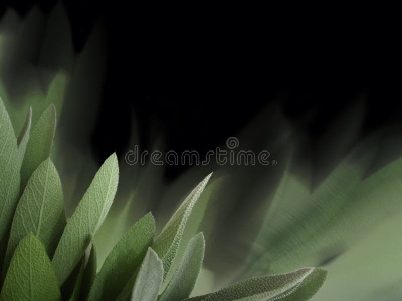Sage leaves background stock image. Image of ingredient - 3254103