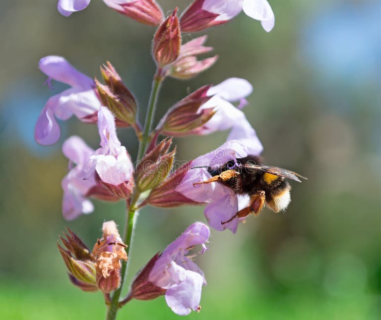 Sage and bee stock image. Image of outdoor, detail, pollinating - 31090821