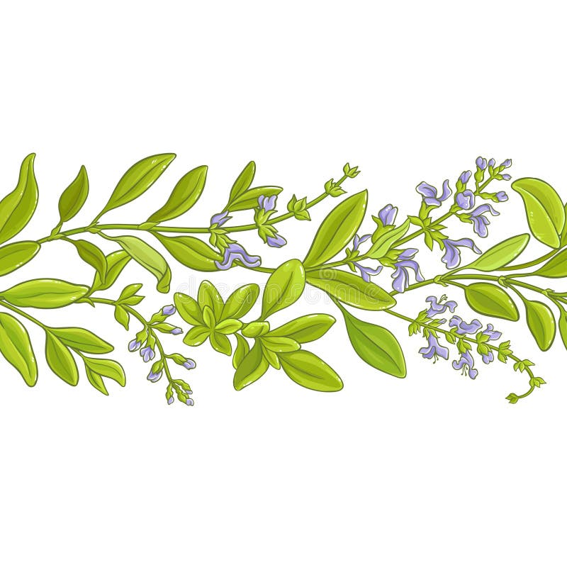 Sage branch vector pattern stock vector. Illustration of aroma - 113491870