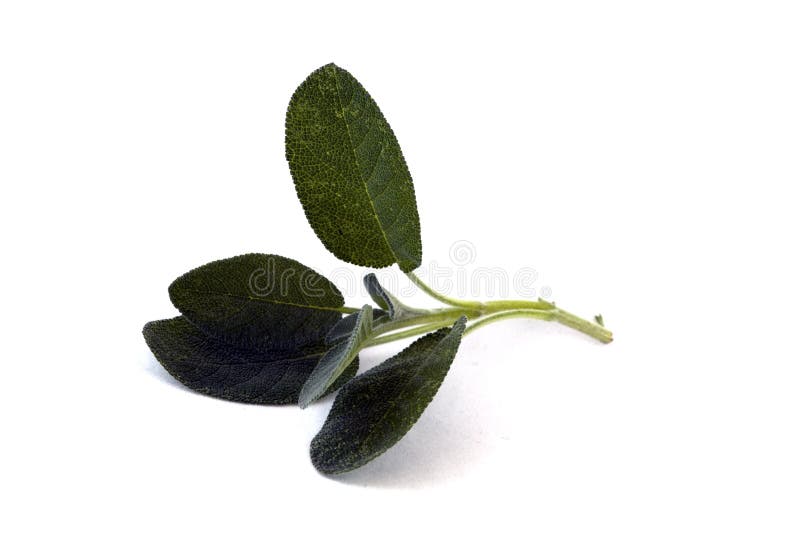Sage bunch stock image. Image of health, natural, cuisine - 9791485