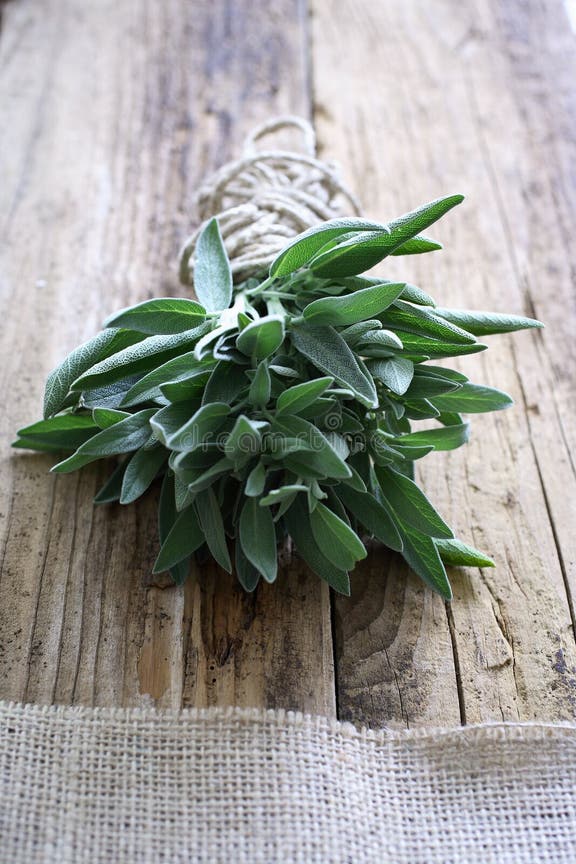 3,444 Sage Bundle Stock Photos - Free & Royalty-Free Stock Photos from ...