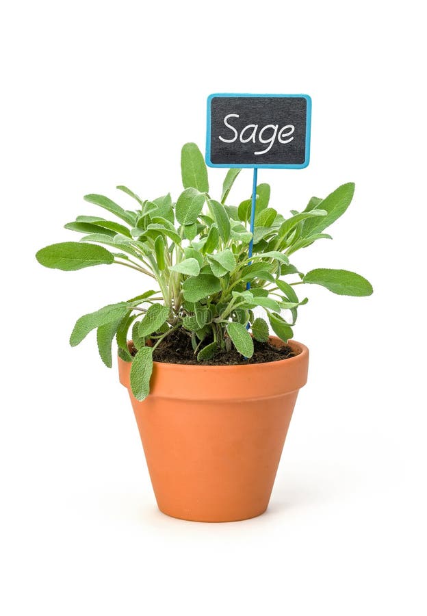 Sage in a Clay Pot with a Label Stock Image - Image of labeled, kitchen ...