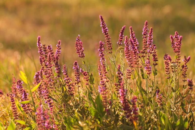 The Sage Field in the Sunlight. Stock Photo - Image of flower ...