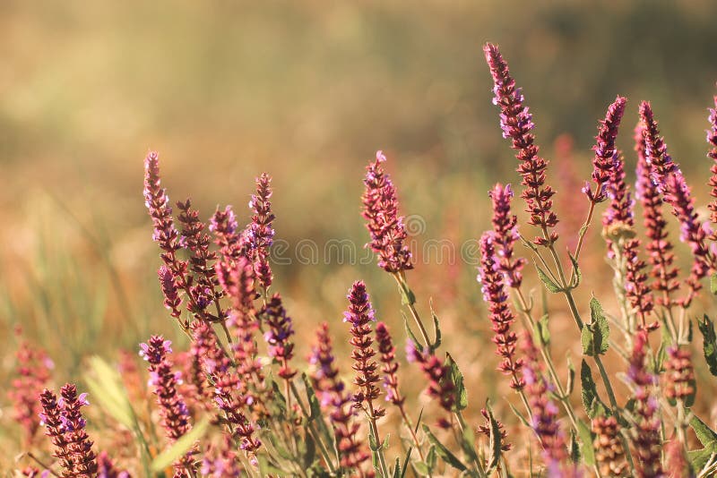 The Sage Field in the Sunlight. Stock Image - Image of healthy, meadow ...