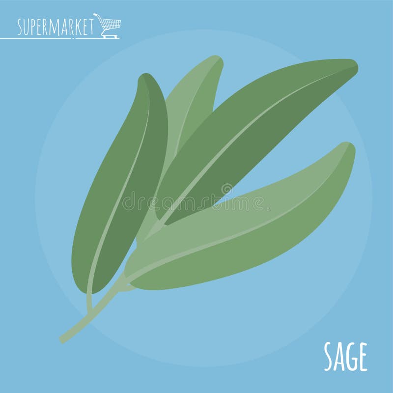 Sage Flat Design Vector Icon. Stock Vector - Illustration of herbal ...