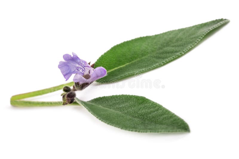 Sage flowers stock image. Image of flowering, background - 121948431