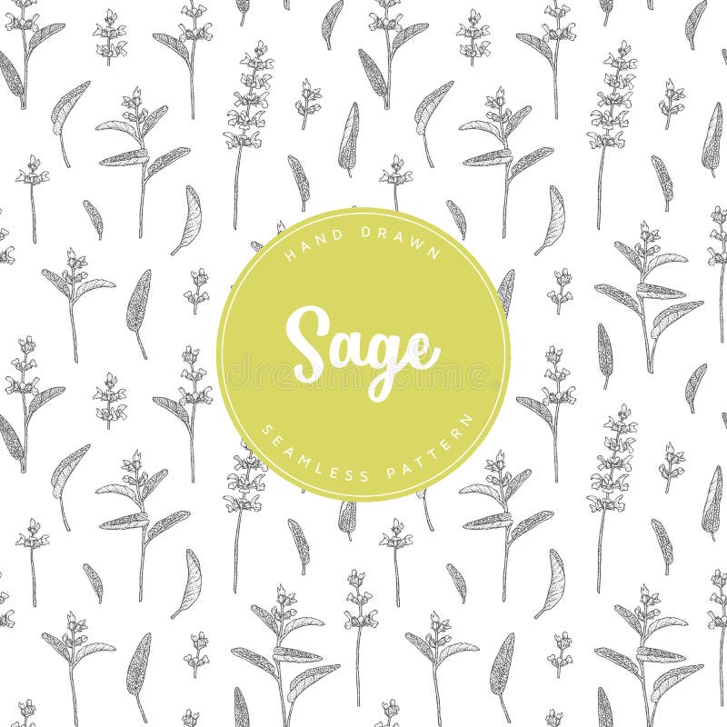 Sage flower pattern. stock vector. Illustration of beauty - 112602642