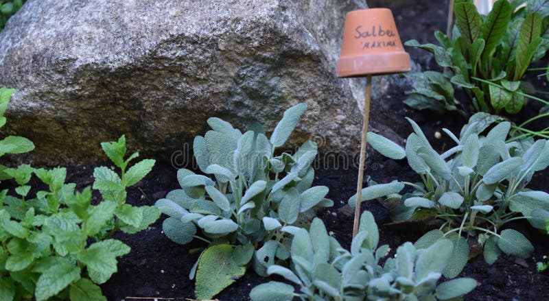 Sage beside a Flower Pot with the German Name Stock Photo - Image of ...
