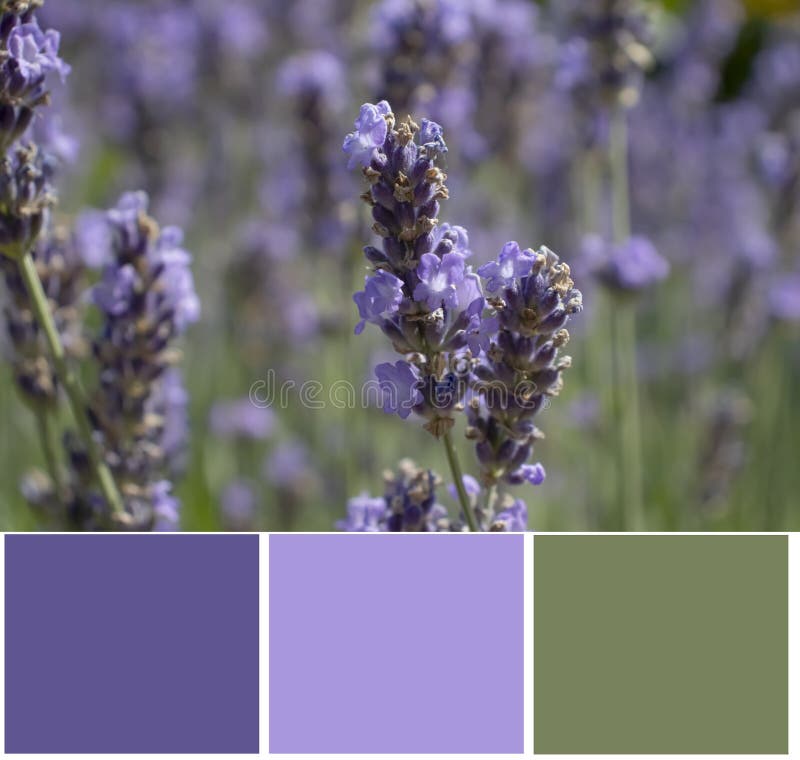 Swatch Color Palette Clover Plant Matching Autumn Colors. Stock Image ...