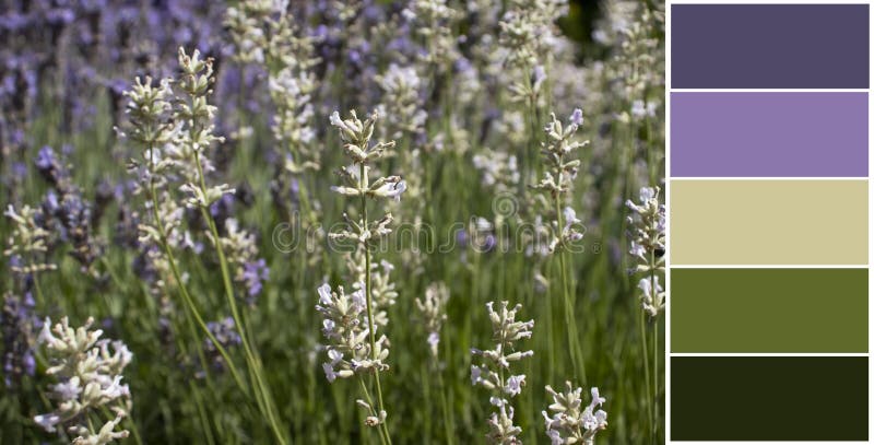 Swatch Color Palette Clover Plant Matching Autumn Colors. Stock Image ...