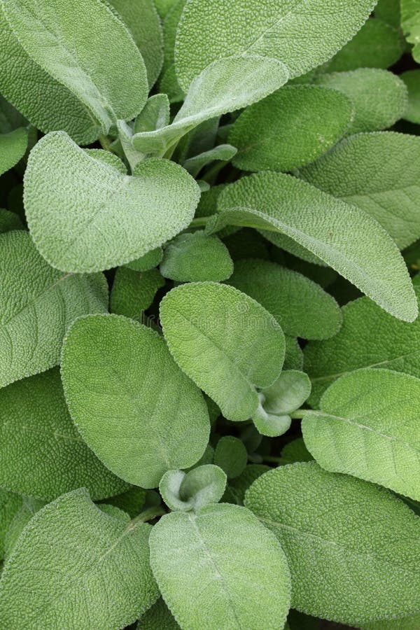 Sage leaves stock photo. Image of plant, organic, garden - 6447268