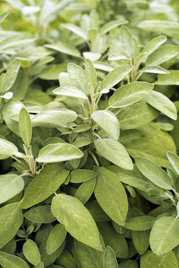 Wild sage stock photo. Image of green, outdoors, agriculture - 9698130
