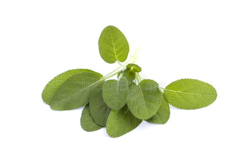 Sage stock photo. Image of background, grass, flavor - 54936398
