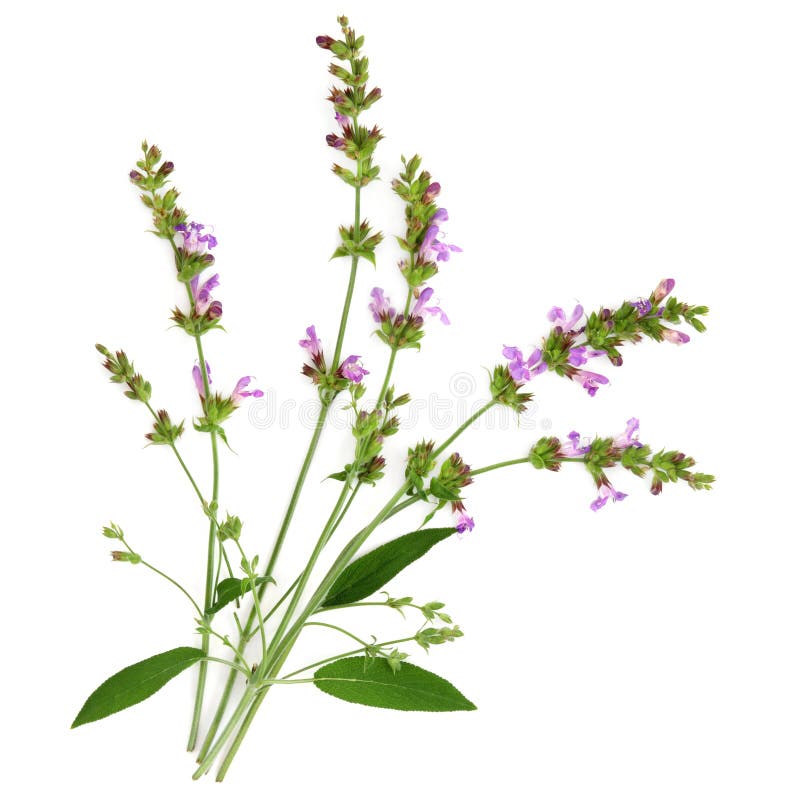 Sage Herb stock photo. Image of seasoning, flower, naturopathy - 34997506