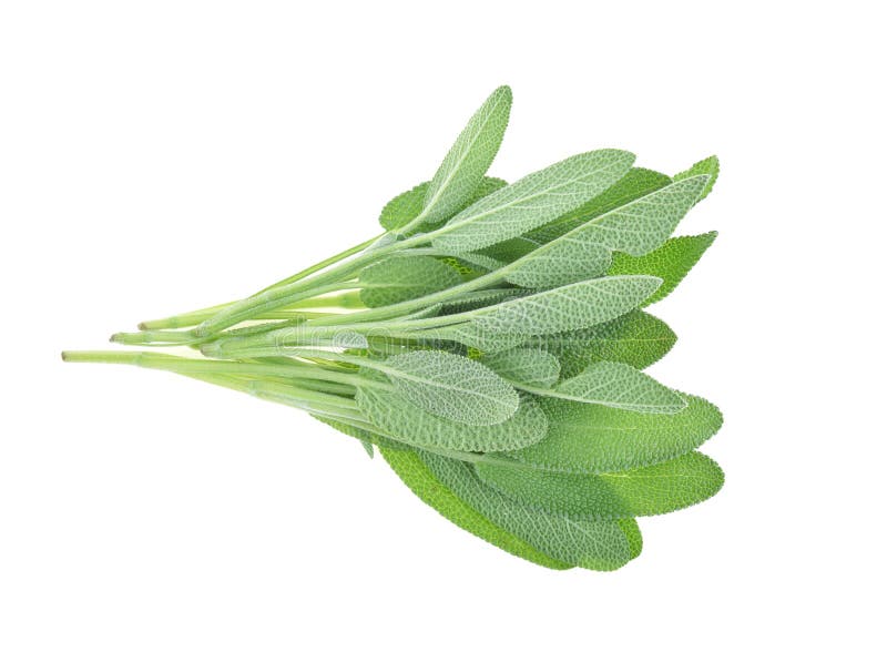 Sage Herb Isolated on White Background Stock Image - Image of herb ...