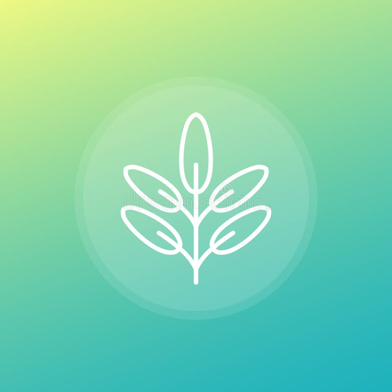 Sage Herb Filled Outline Icon Stock Vector - Illustration of linear ...