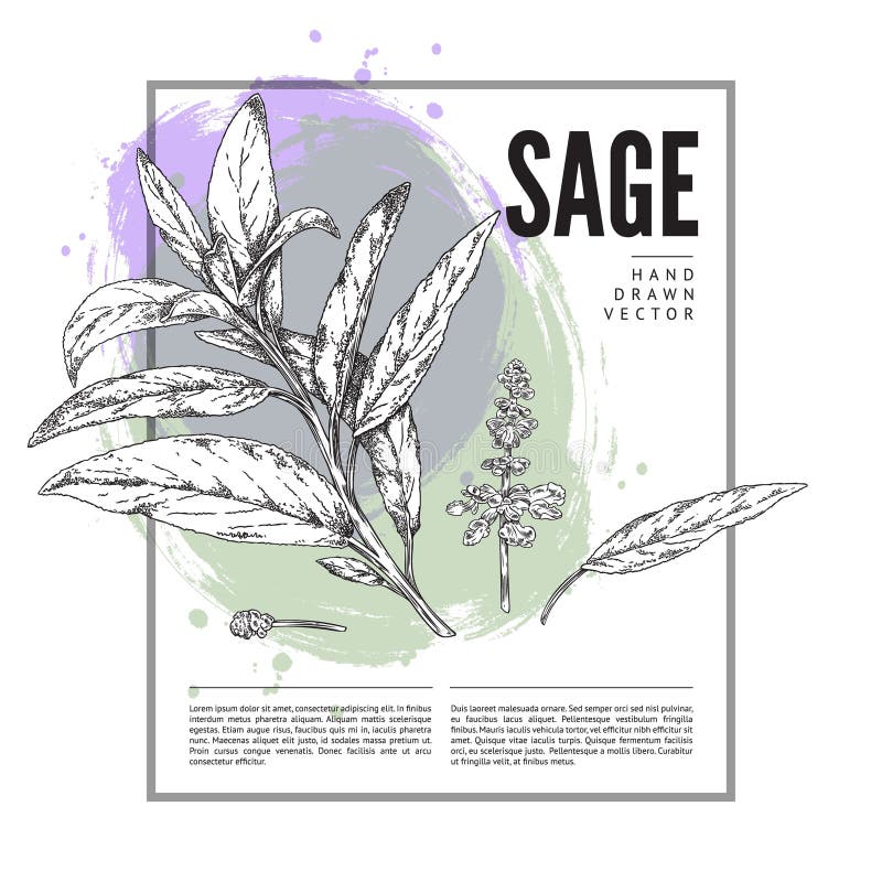 Sage Herb, Square Design Frame in Sketch Style, Vector Illustration ...