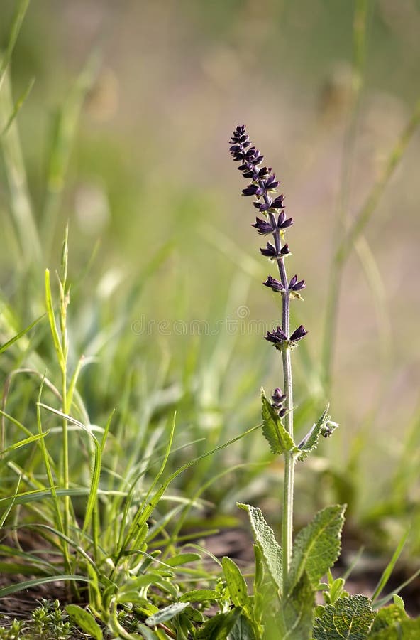 Sage herbal stock photo. Image of nature, leaf, botanical - 32459626
