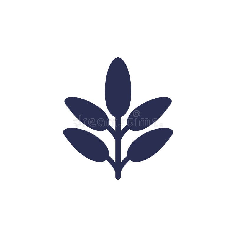 Sage icon on white, vector stock vector. Illustration of leaf - 272251750