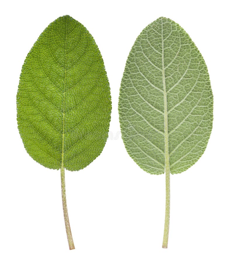 Sage Leaf Edge stock image. Image of fresh, ecological - 145876789