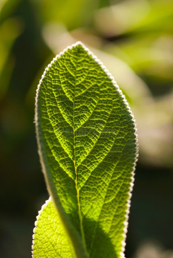 Sage Leaf Macro stock photo. Image of cloesup, glowing - 150330658