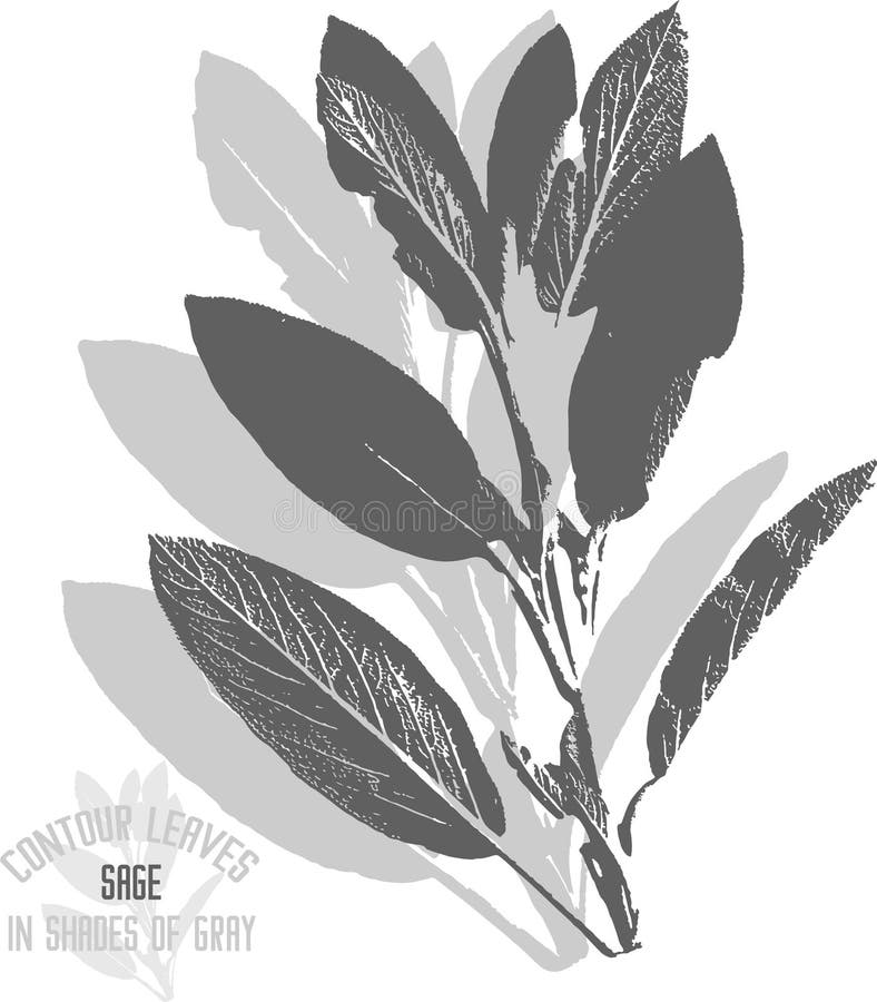 Sage Leafs Pattern Vector Illustration. Stock Illustration ...