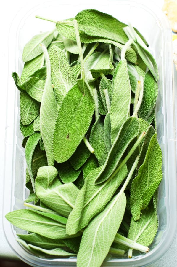 Sage leaves stock photo. Image of green, food, plastic - 20974582