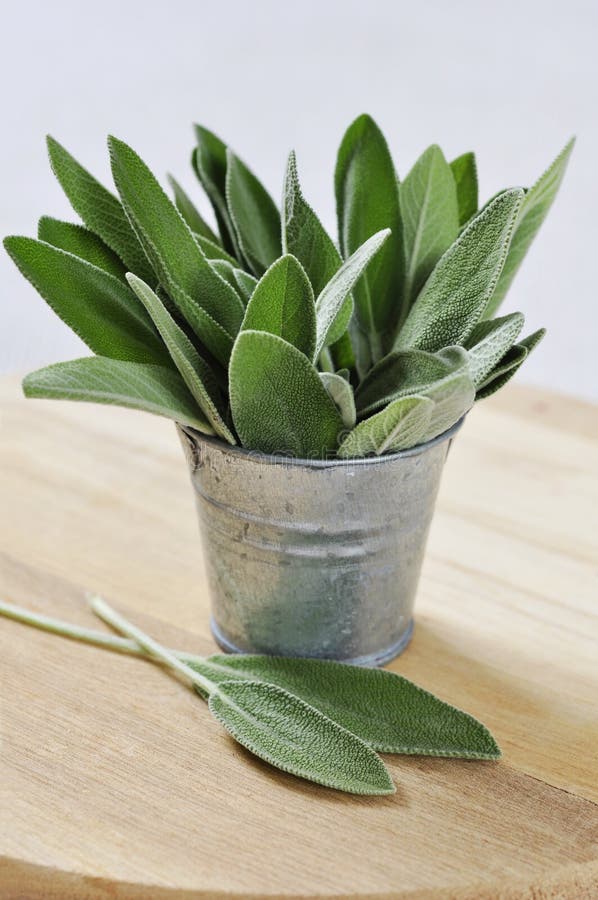 Sage leaves in a bucket stock photo. Image of natural - 27897324