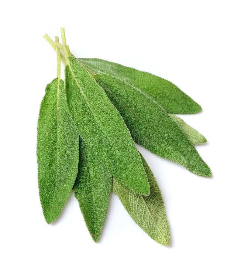 Sage leaves stock photo. Image of leaf, herbal, sage - 18337776