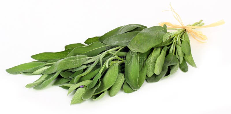 Sage stock image. Image of fragrant, sage, organic, stalks - 3804375