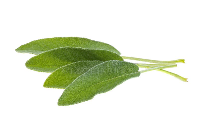Sage leaves garden stock photo. Image of isolated, vegetarian - 264057742