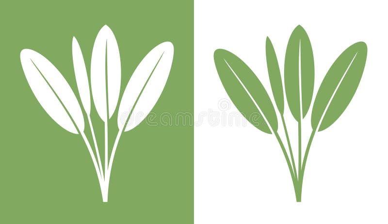 Sage Logo. Isolated Sage on White Background Stock Vector ...