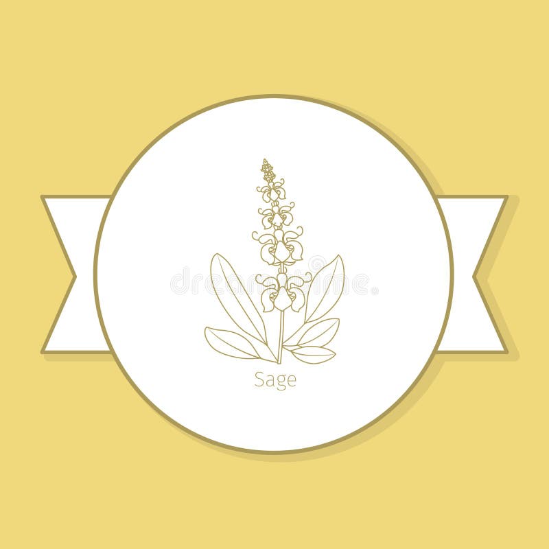 Sage Medicine Plant Yellow Label Design Stock Vector - Illustration of ...