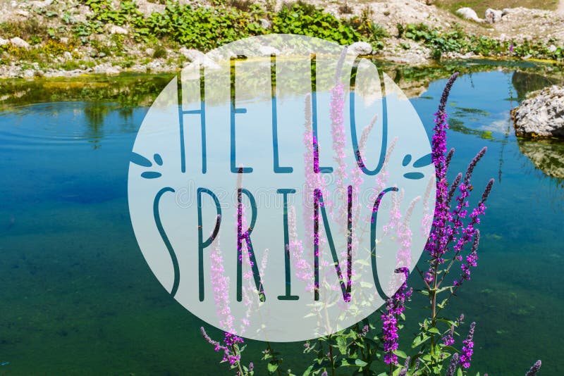 Sage Outdoors Near the Pond Stock Photo - Image of beautiful, blooming ...