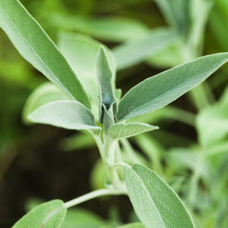Sage plant stock photo. Image of healthy, herb, aromatic - 44871334