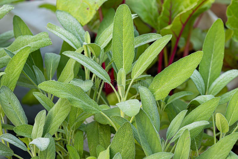 Sage plant in the garden stock image. Image of organic - 365948241