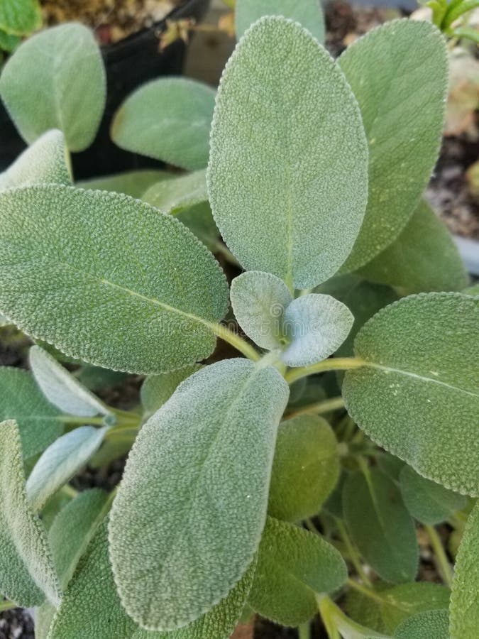 Sage plant green stock photo. Image of plant, herb, produce - 250719666