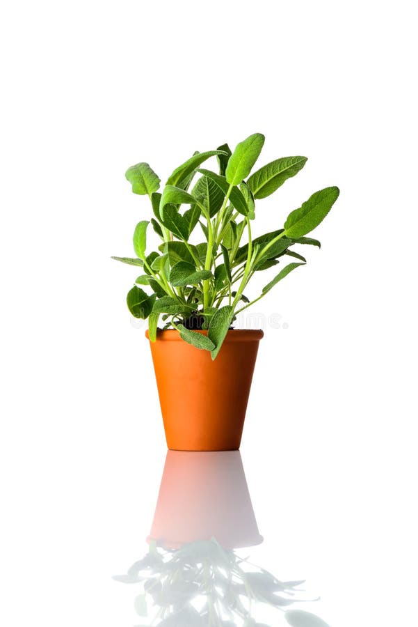 Sage Plant Growing in Pot on White Background Stock Image - Image of ...