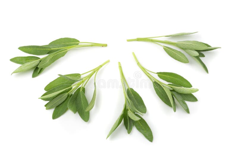 Sage Plant Isolated on a White Background Stock Image - Image of ...