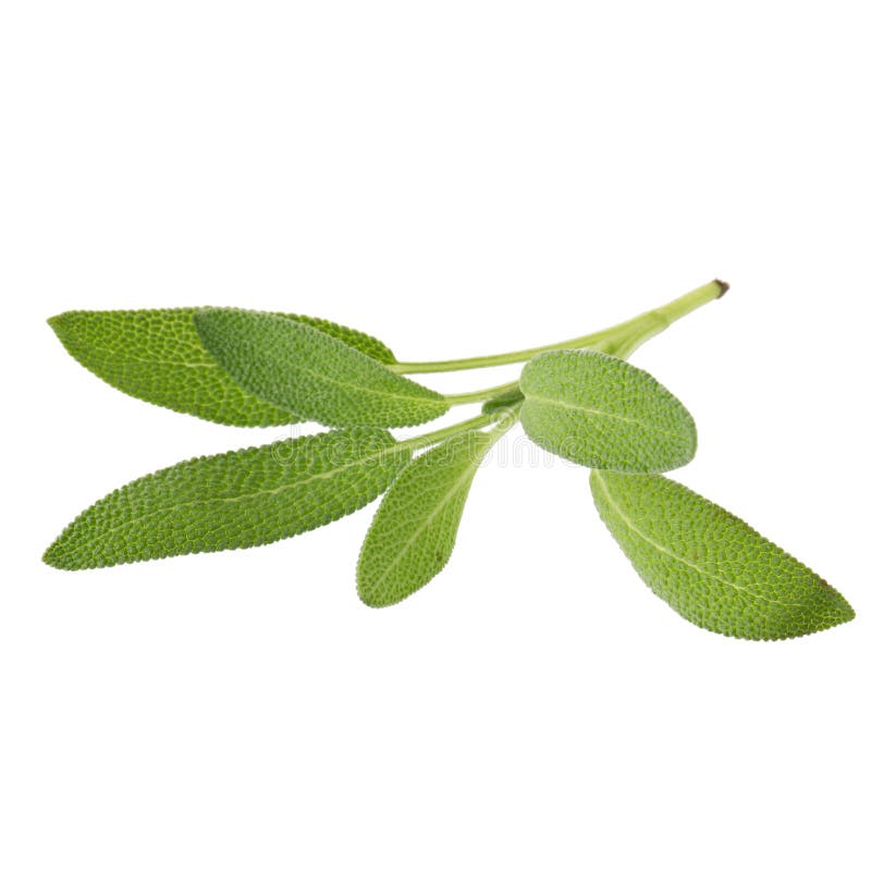 Sage Plant Isolated on a White Background Stock Photo - Image of spice ...
