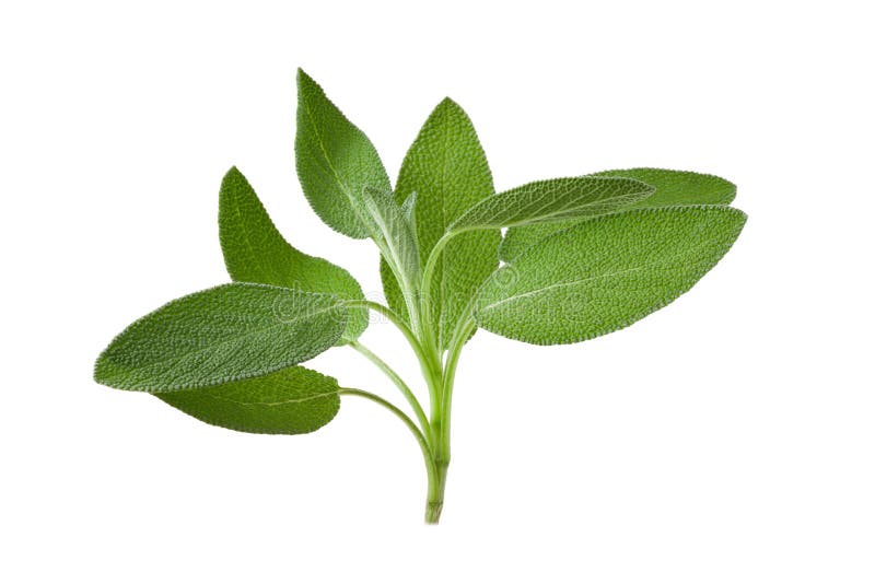 Sage Plant on a White Background Stock Photo - Image of background ...