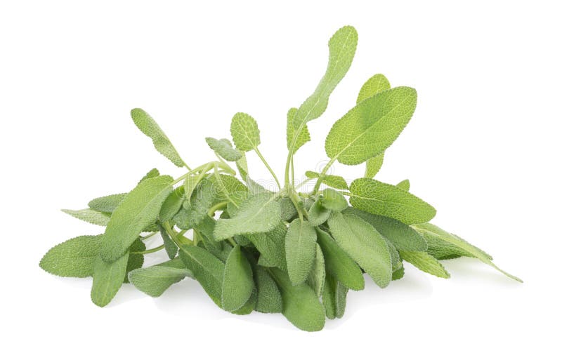 Sage Plant on a White Background Stock Image - Image of isolated, spice ...