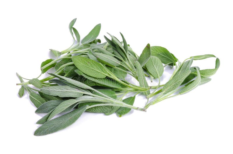 Sage Plant on a White Background Stock Image - Image of plant ...
