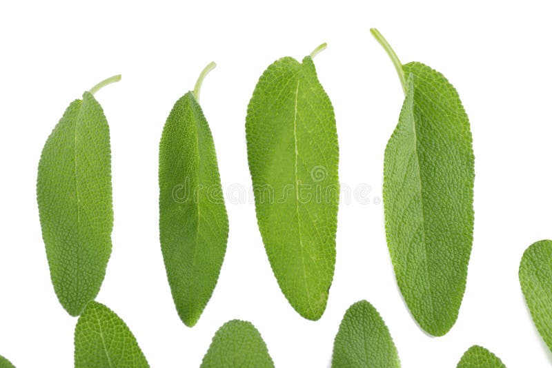 Sage Plant on a White Background. Stock Image - Image of herb ...