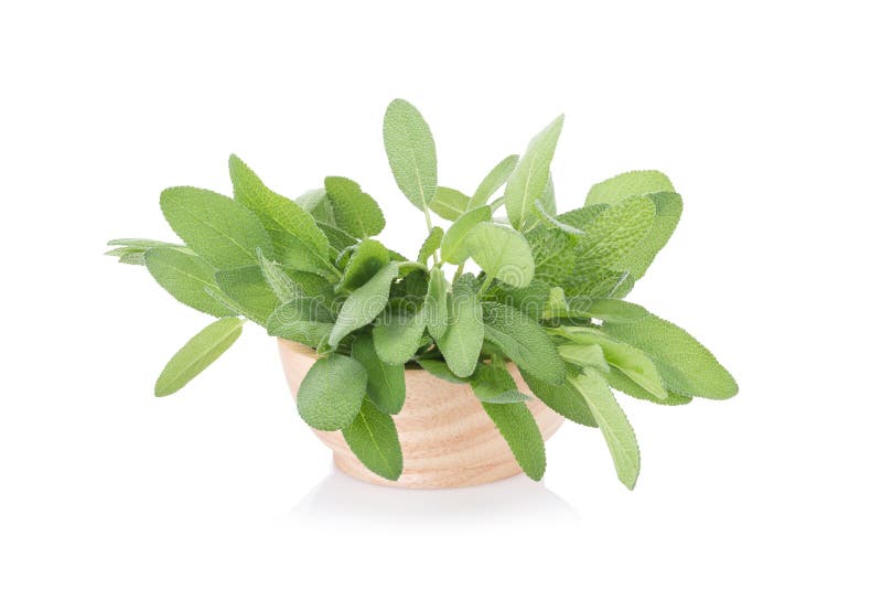 Sage Plant on a White Background Stock Image - Image of herb, seasoning ...