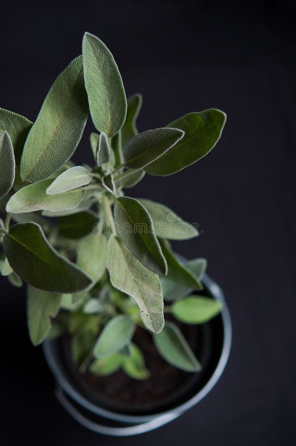 Sage in pot stock photo. Image of concept, agriculture - 34057112