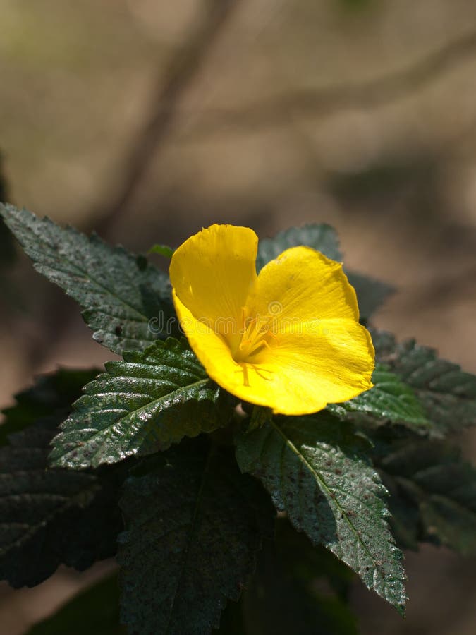 Sage Rose imagem de stock. Imagem de amarelo, flor, verde - 95600057