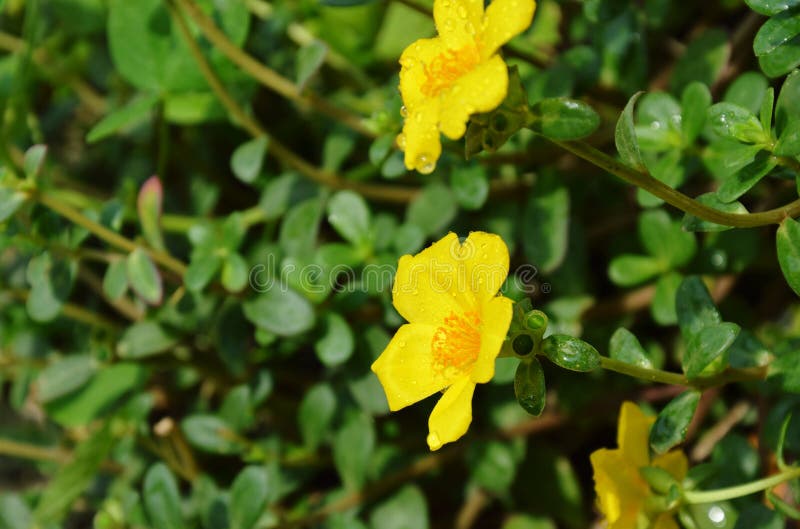 Sage Rose Blooming on Morning Sunlight Stock Photo - Image of weed ...